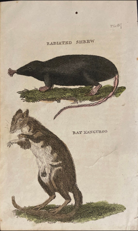 1811 Star-nosed Mole / Radiated Shrew & Musky Rat Kangaroo | Etsy UK