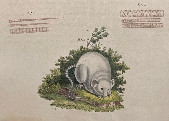 Mole-Rat Muskrat Canada Sand-Rat Teeth 1856 Large Original Antique ...