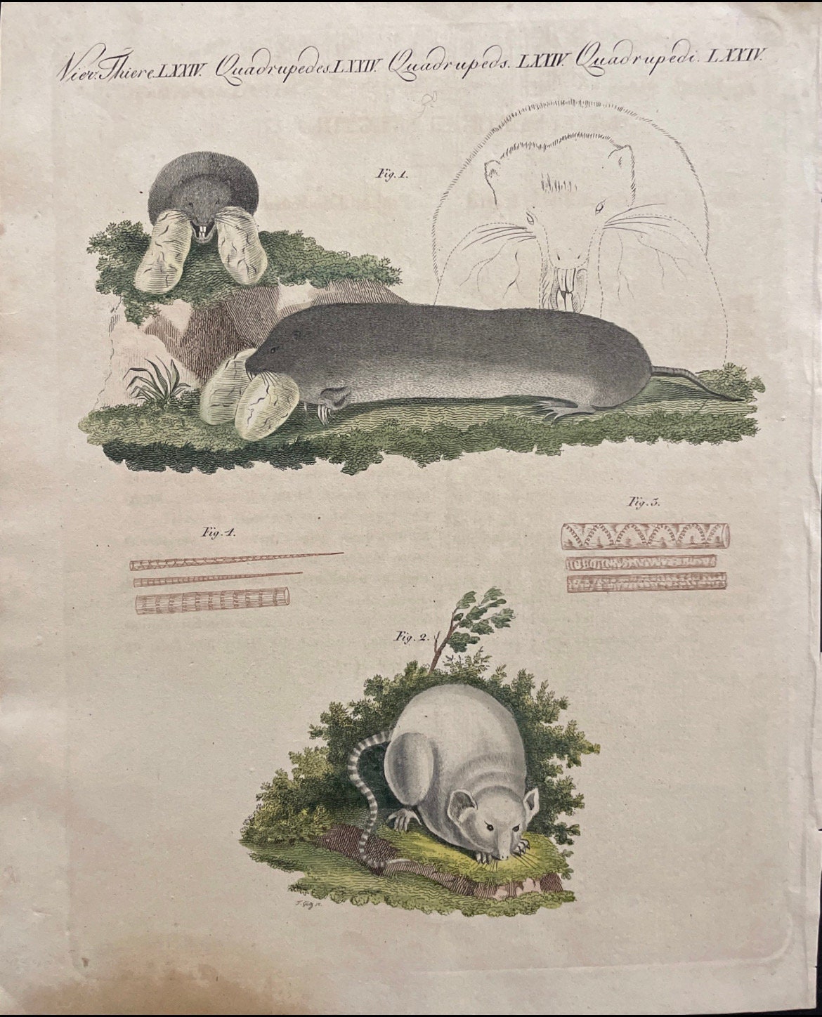 Mole-Rat Muskrat Canada Sand-Rat Teeth 1856 Large Original Antique ...