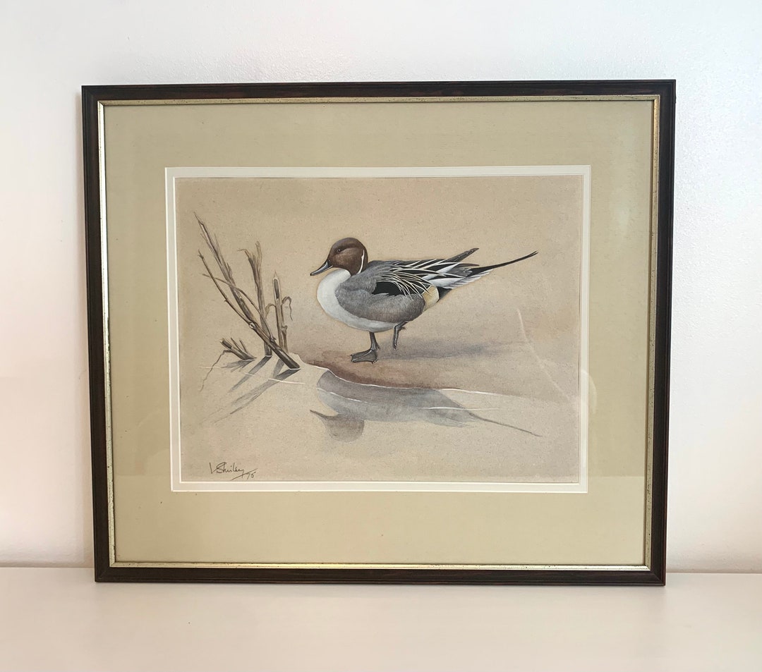 Original Vintage Pastel Painting Drawing of a Northern Pintail Duck ...