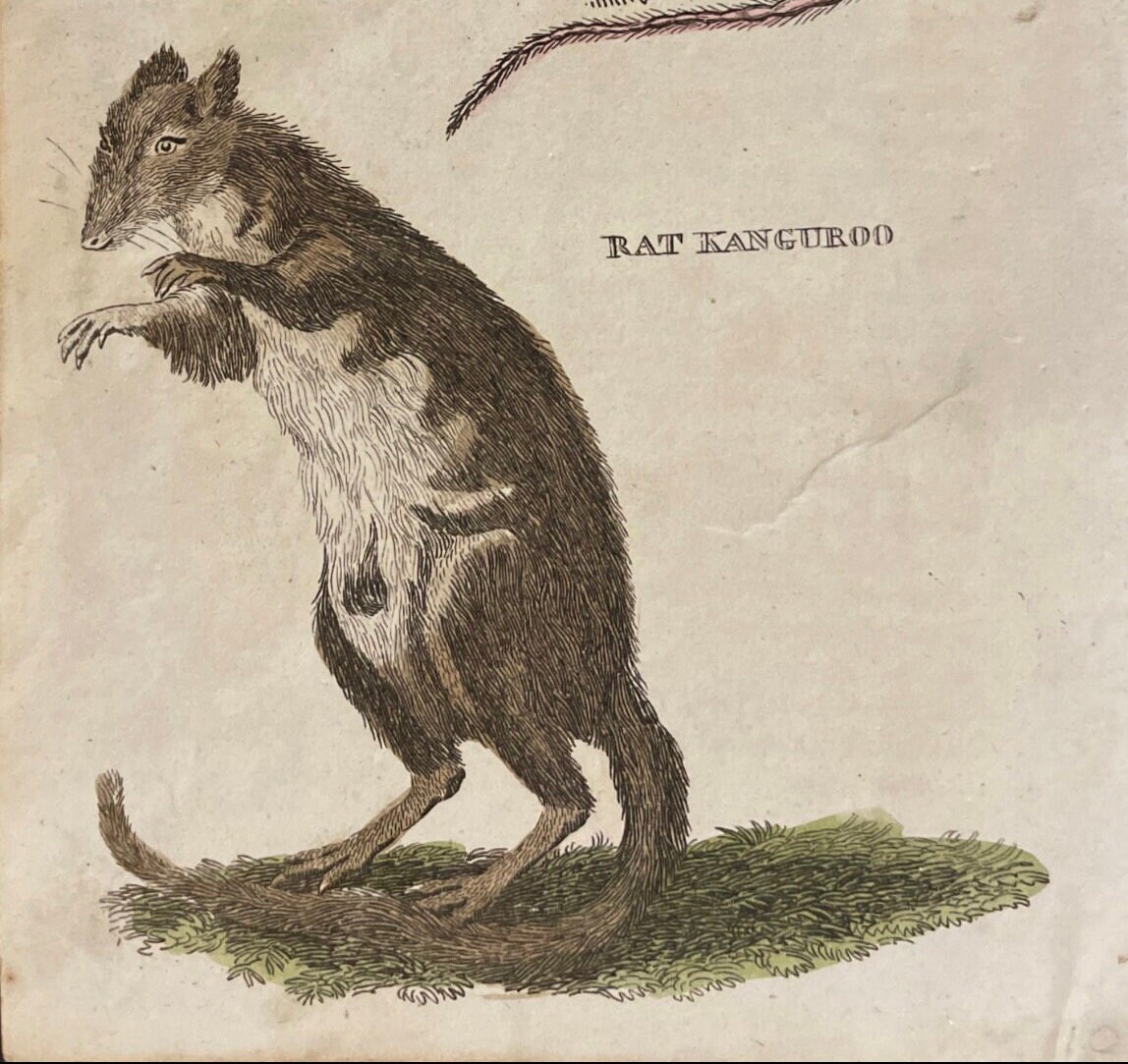 1811 Star-nosed Mole / Radiated Shrew & Musky Rat Kangaroo | Etsy UK