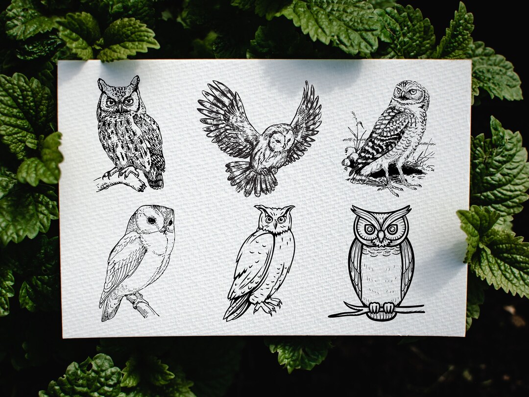 Eule SVG-Bundle, Eule SVG, Vögel SVG-Bundle, Eule Silhouette SVG, Eule ...