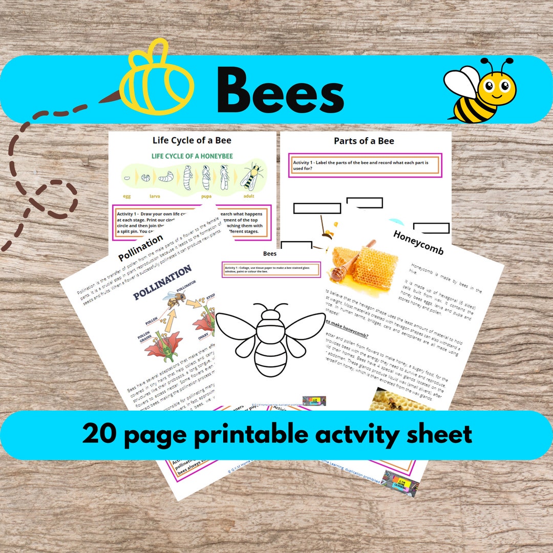 Bee Activity Sheets and Craft Printable Bee Life Cycle and Anatomy Unit ...