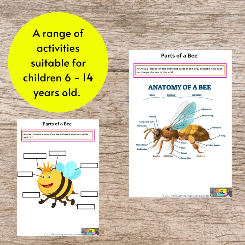 Bee Activity Sheets and Craft Printable Bee Life Cycle and Anatomy Unit ...