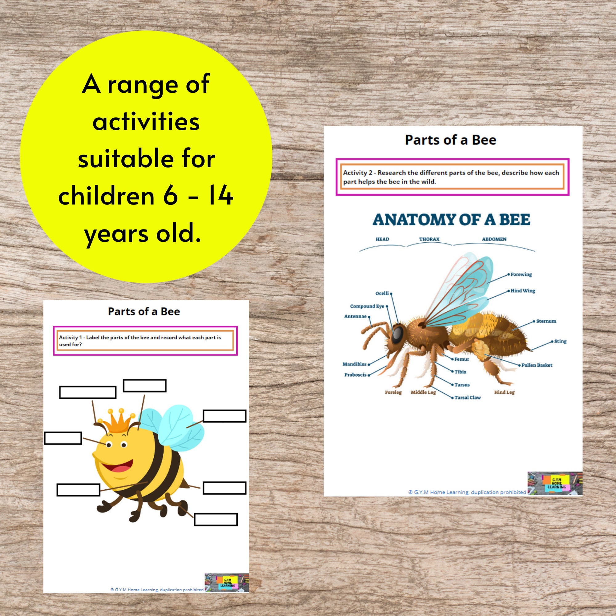 Bee Activity Sheets and Craft Printable Bee Life Cycle and - Etsy