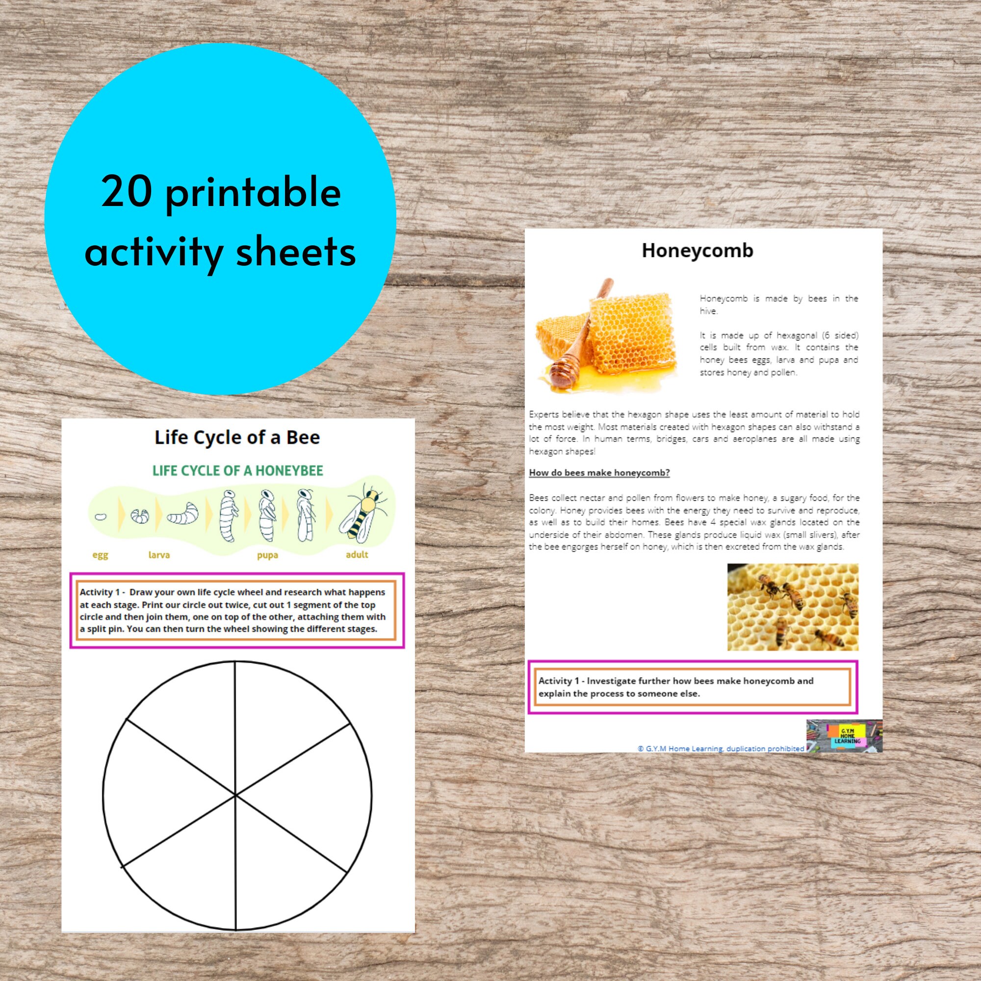 Bee Activity Sheets and Craft Printable Bee Life Cycle and Anatomy Unit ...
