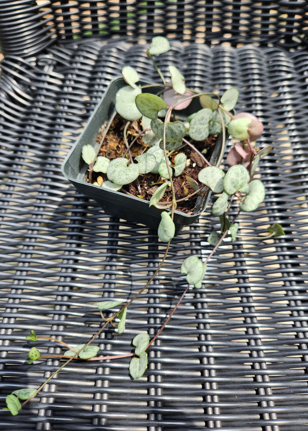 String of Glory Rooted in 2.5 Pot - Etsy