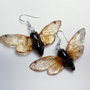 Real Periodical Cicada Earrings - Etsy