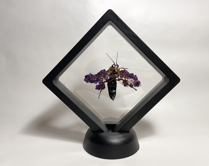 Real Crystallized Cicada Killer Wasp - Etsy