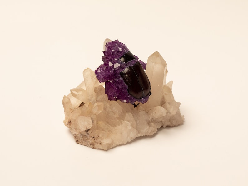 Real Crystallized Stag Beetle - Etsy