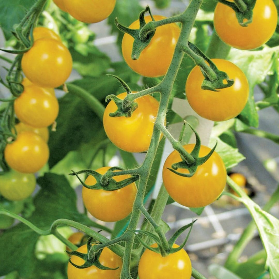 Gold Nugget Lemon Drop Cherry Hybrid Tomatoes Organic Seeds Heirloom ...