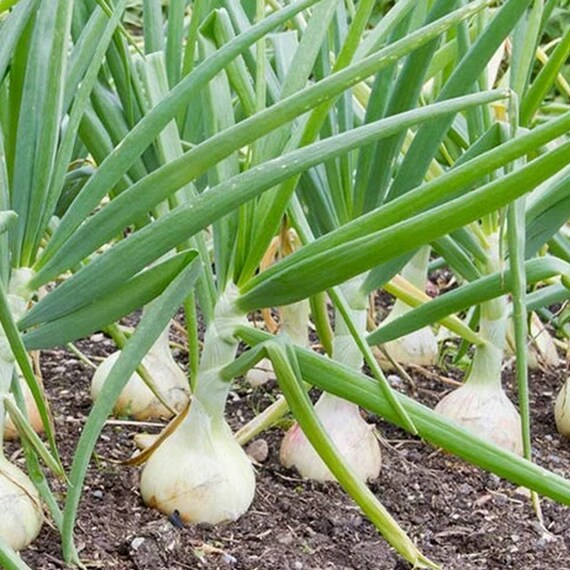 Growing White Onions
