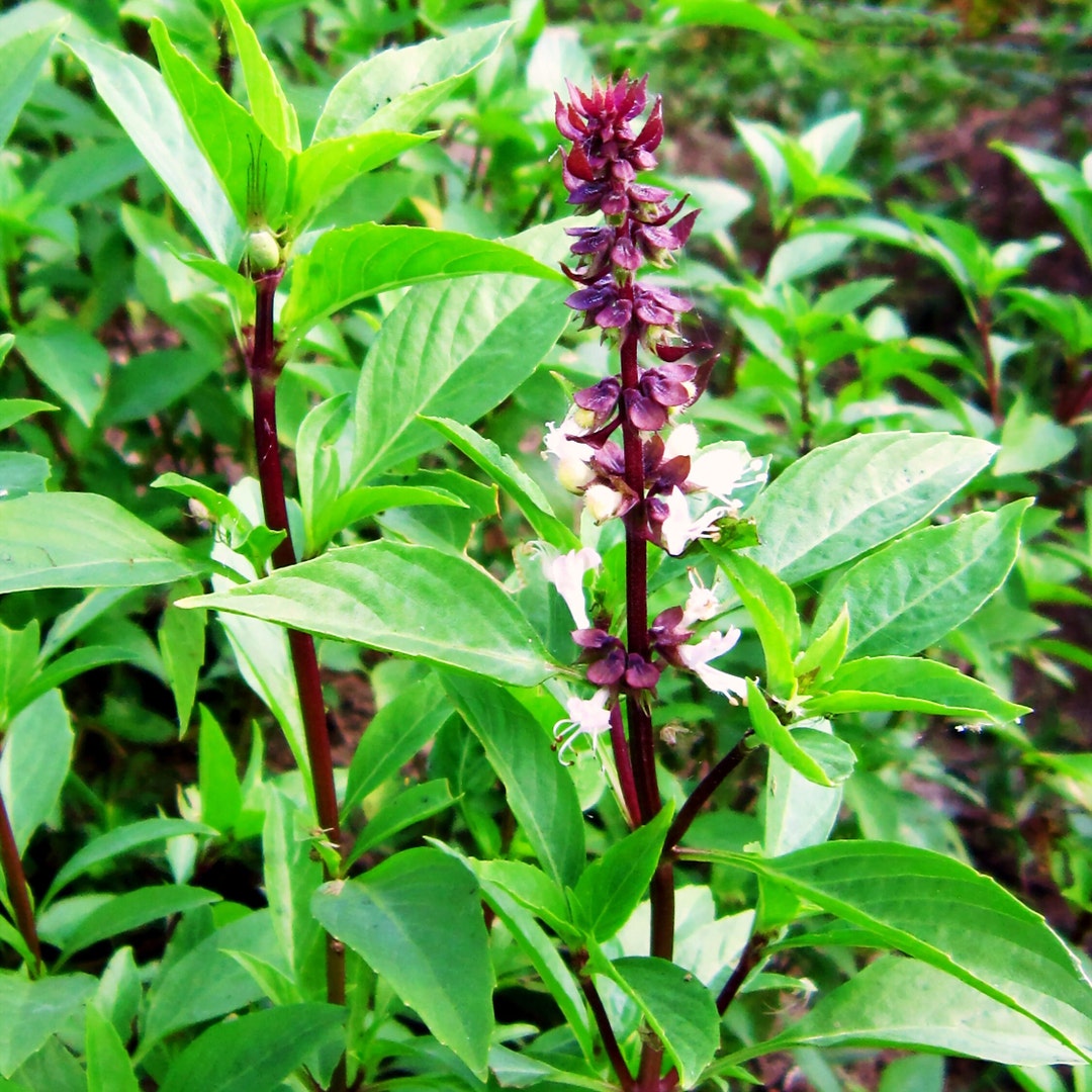 Thai Basil Queen Siam Seeds Asian Herb Bouquet Vietnamese Hung Que Pho ...