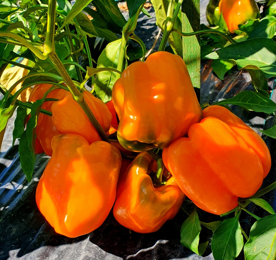 Big Sweet Orange Bell Pepper Heirloom Seeds 100, Non GMO, New Crop Good ...