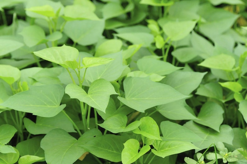Hannah White Organic Seed Sweet Potatoes Yam Potato Tubers Heirloom Non ...