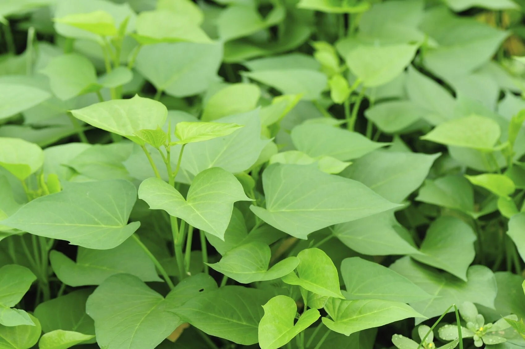 Garnet Organic Sweet Potatoes Yam Potato Tubers Cooking or Planting ...
