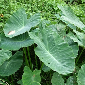 Edible Malanga Coco Yam Yautia Big Taro Root for Planting or Eating ...