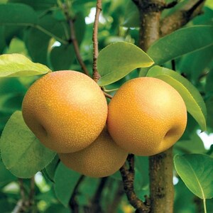 Asian Apple Pear Chinese Japanese Korean Golden Nashi Pear Seeds ...