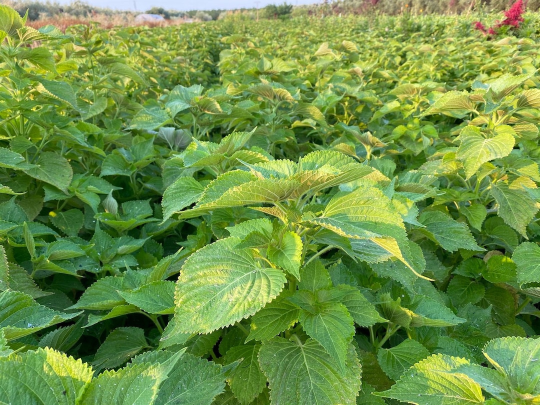 Korean Perilla Shiso Seeds Non GMO Heirloom Kaennip Sesame Beefsteak ...