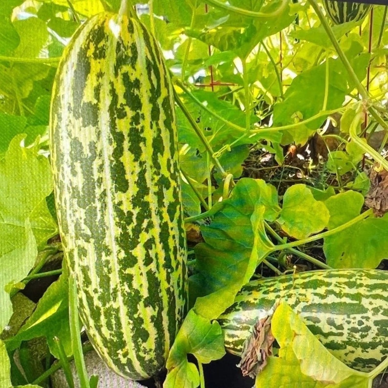 Thai Musk Melon Tang Mo Vietnamese Dua Gang Golden Tripes Melon ...