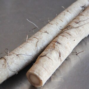 Fresh Burdock Root Gobo Edible Roots Non GMO New Crop - Etsy