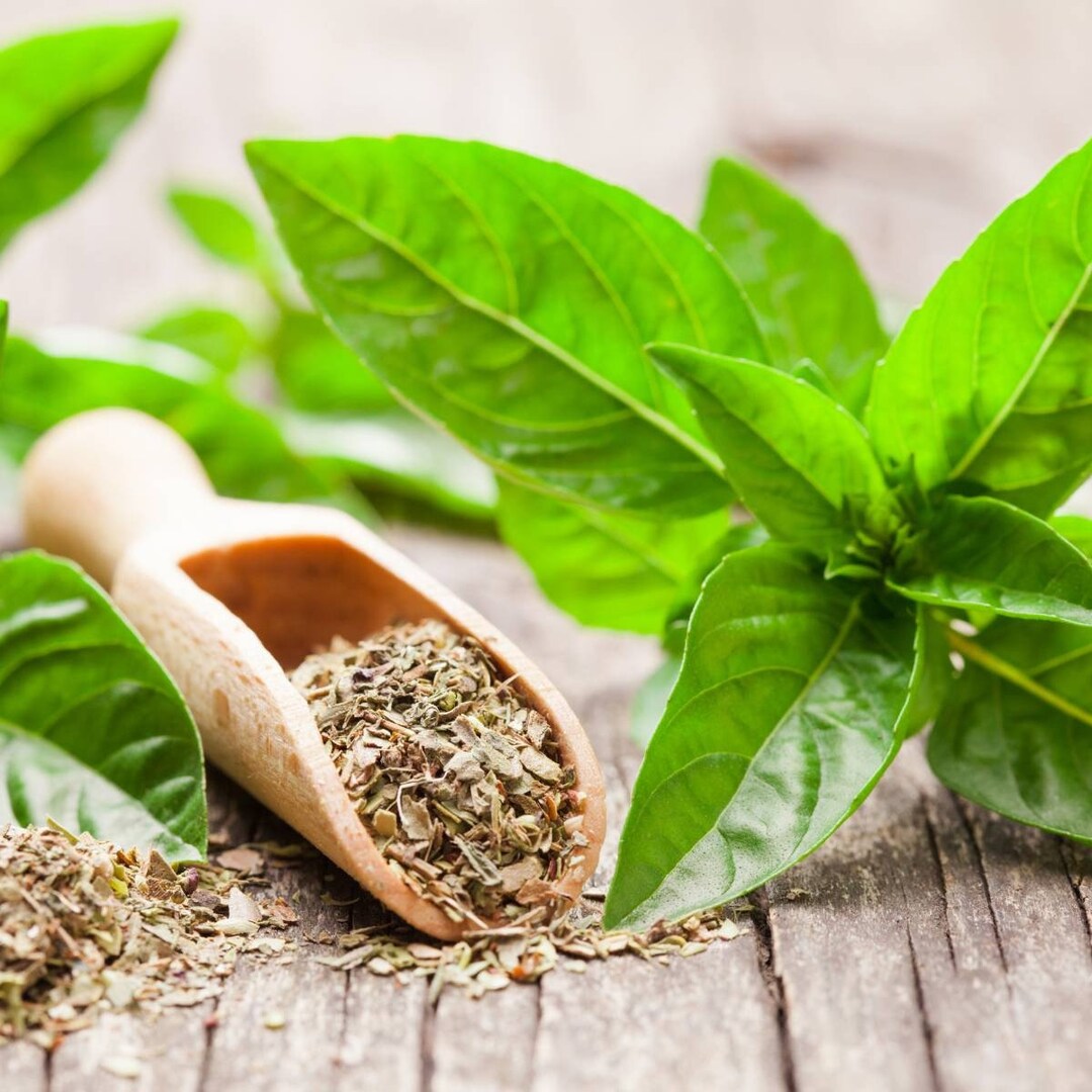 Dried Organic Basil Leaves Sweet Basil Leaf Herb Spices - Etsy