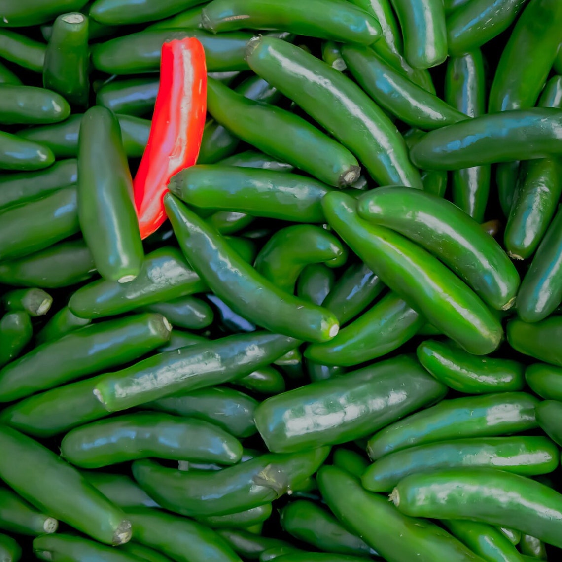 Serrano Pepper Seeds Hot Pepper Chili Heirloom Seed New Crop 2024 - Etsy
