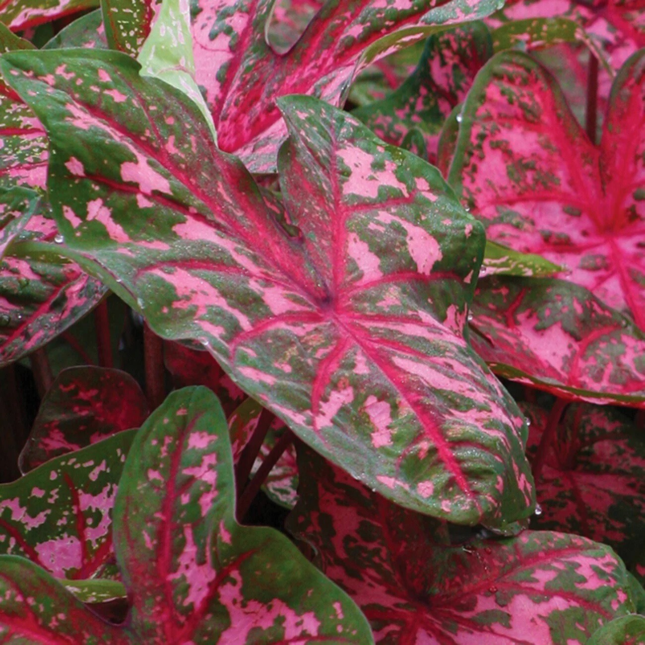 Fancy Caladium Carolyn Whorton Bulbs Size #1 for Planting Heirloom 2024 ...