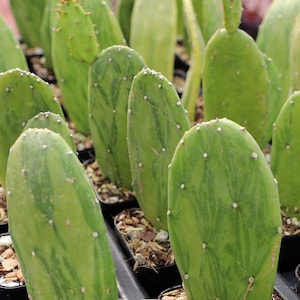Fresh Spineless Thornless Edible Nopales Cactus Pear Pad Prickly Pears ...
