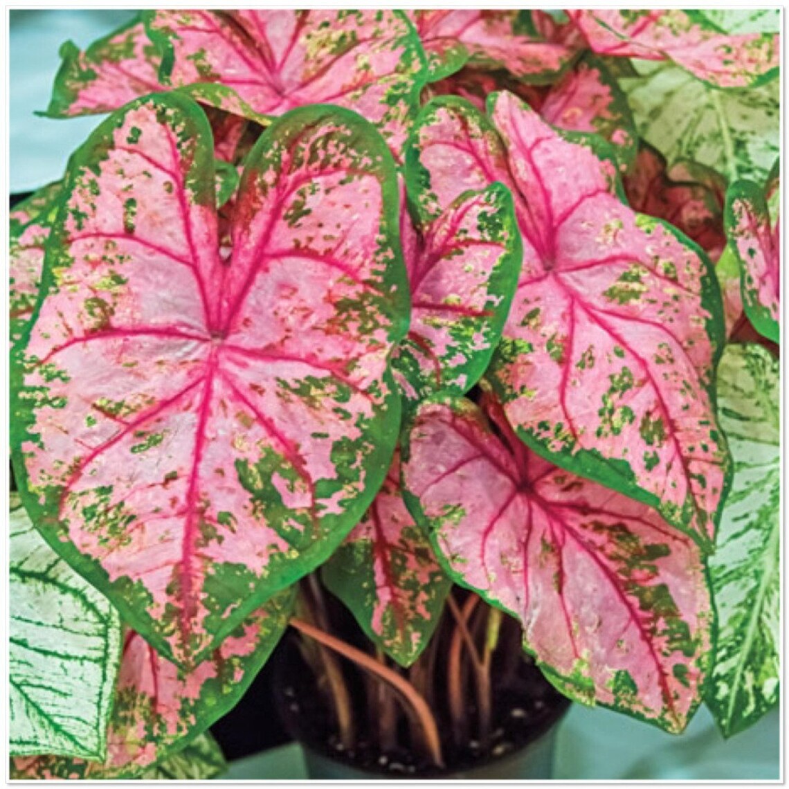 Fancy Caladium Carolyn Whorton Bulbs Size #1 for Planting Heirloom 2024 ...