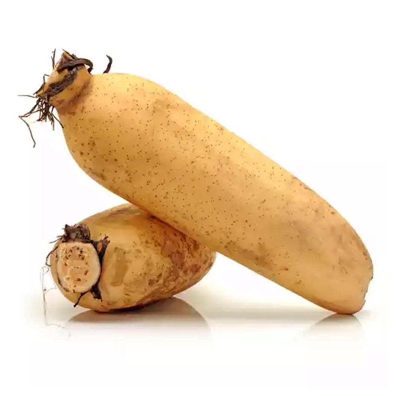 Fresh Lotus Root Edible Roots Non GMO New Crop 2023 - Etsy