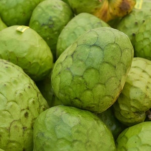 Custard Sugar Apple Fruit Tree Seeds Sweetsop Annona Squamosa Sweet ...