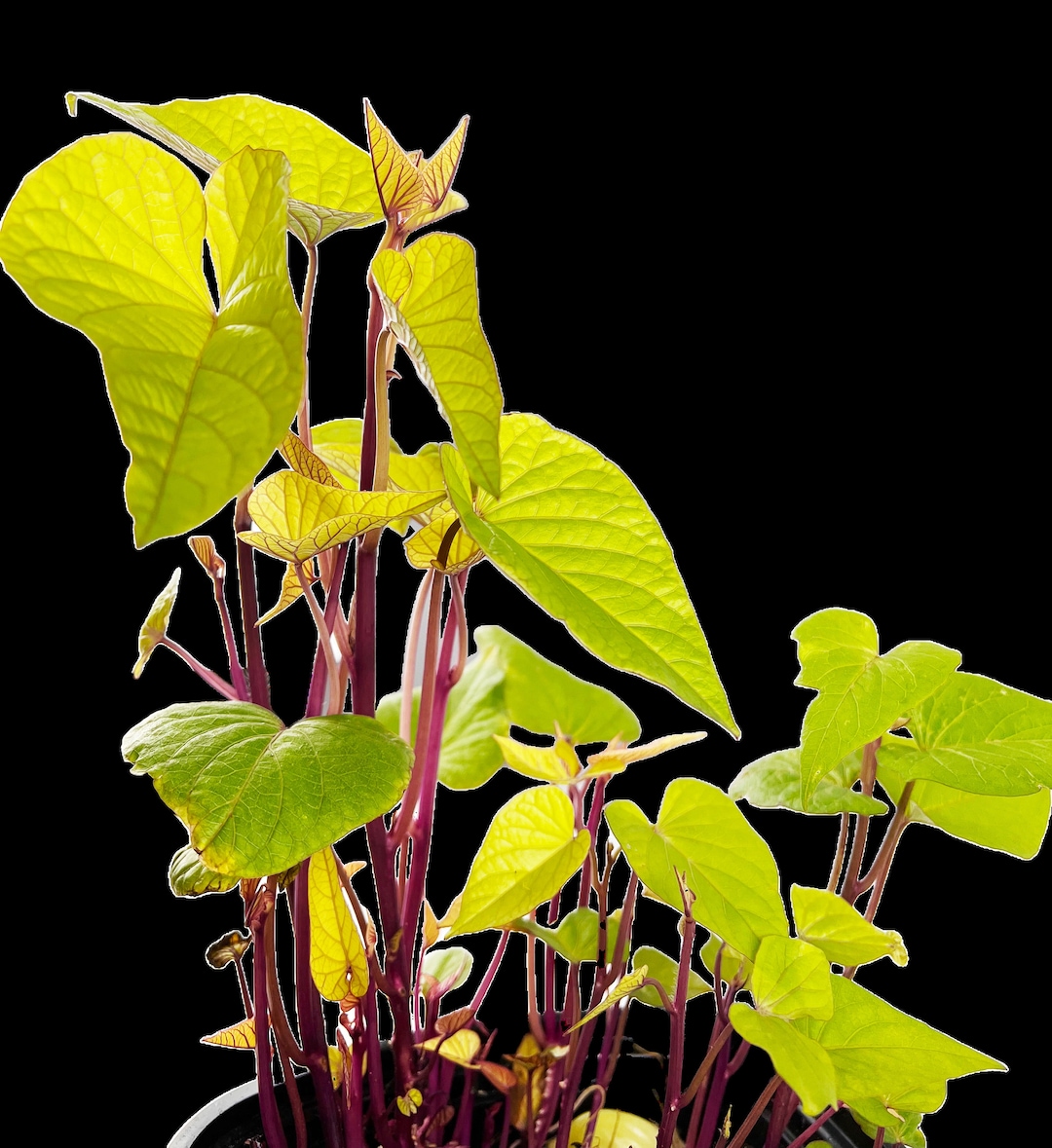 Japanese Organic Purple Sweet Potatoes Beni Imo Plants Well Rooted ...
