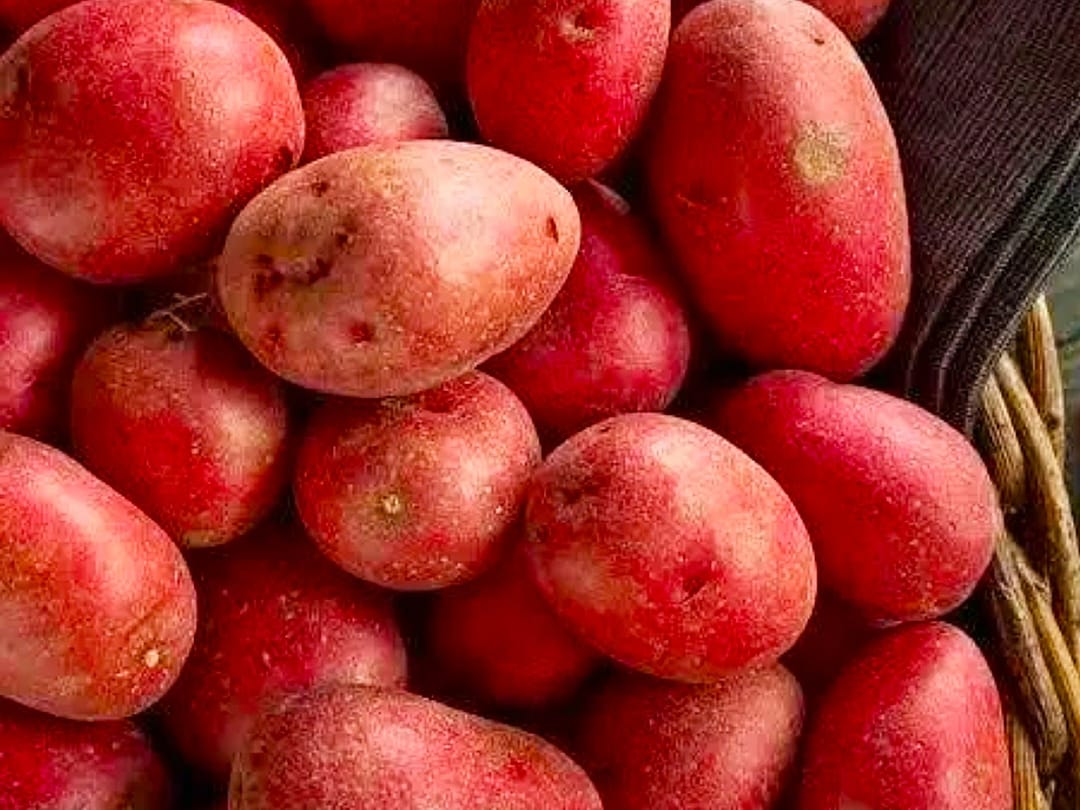 Ruby Red Potatoes Seed Potato Seeds New Crop 2023 - Etsy