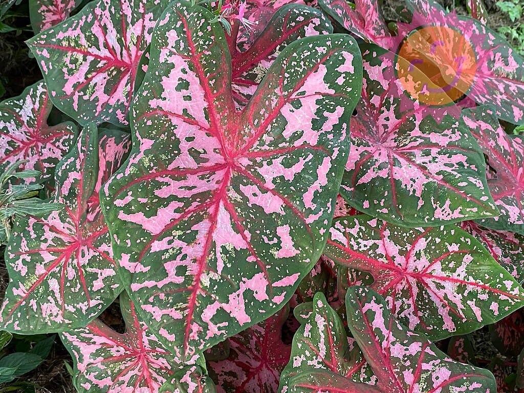 Fancy Caladium Carolyn Whorton Bulbs Size #1 for Planting Heirloom 2024 ...
