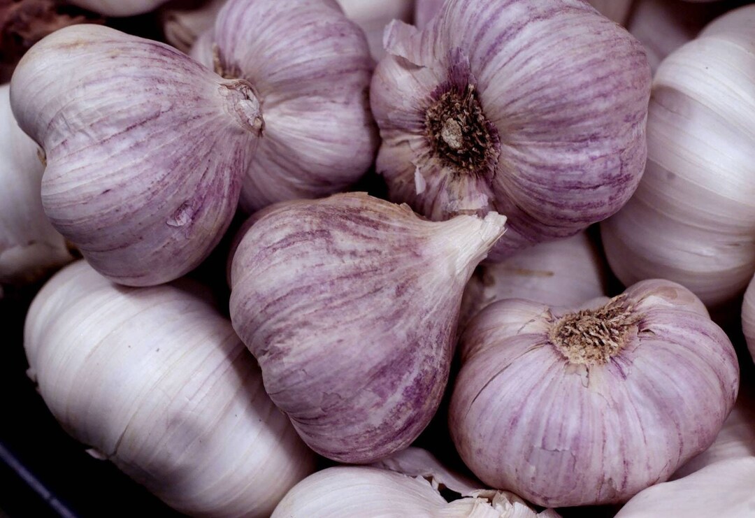 Persian Star Organic Purple Stripes Seed Garlic Bulbs Jumbo XL Hardneck ...