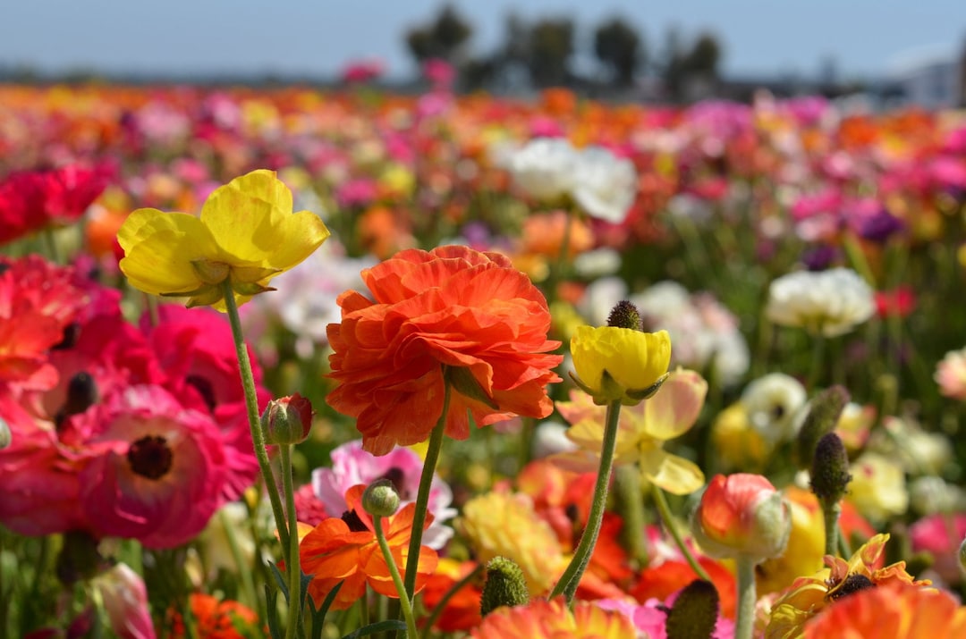 Ranunculus Asiaticus Tecolote Mixed Color Flowers Bulbs Corms Persian ...