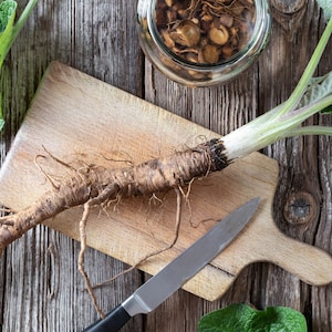 Fresh Burdock Root Gobo Edible Roots Non GMO New Crop - Etsy
