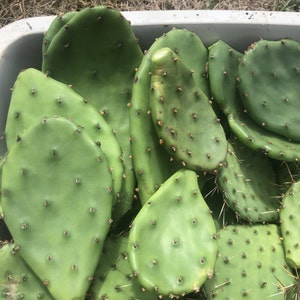 Fresh Spineless Thornless Edible Nopales Cactus Pear Pad Prickly Pears ...