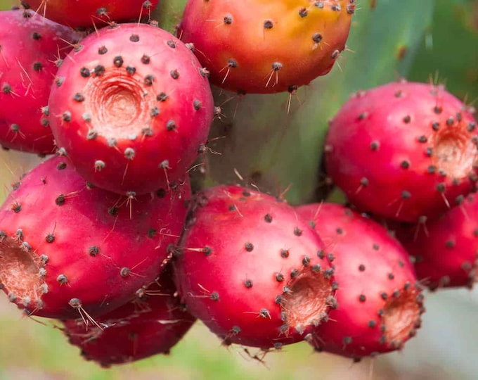 Fresh Fruits Cactus Pear Prickly Pears Nopales Non GMO - Etsy