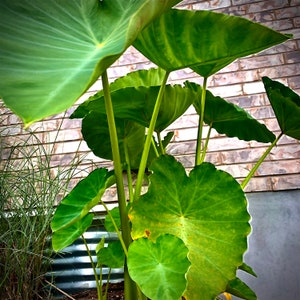 Edible Malanga Coco Yam Yautia Big Taro Root for Planting or Eating ...