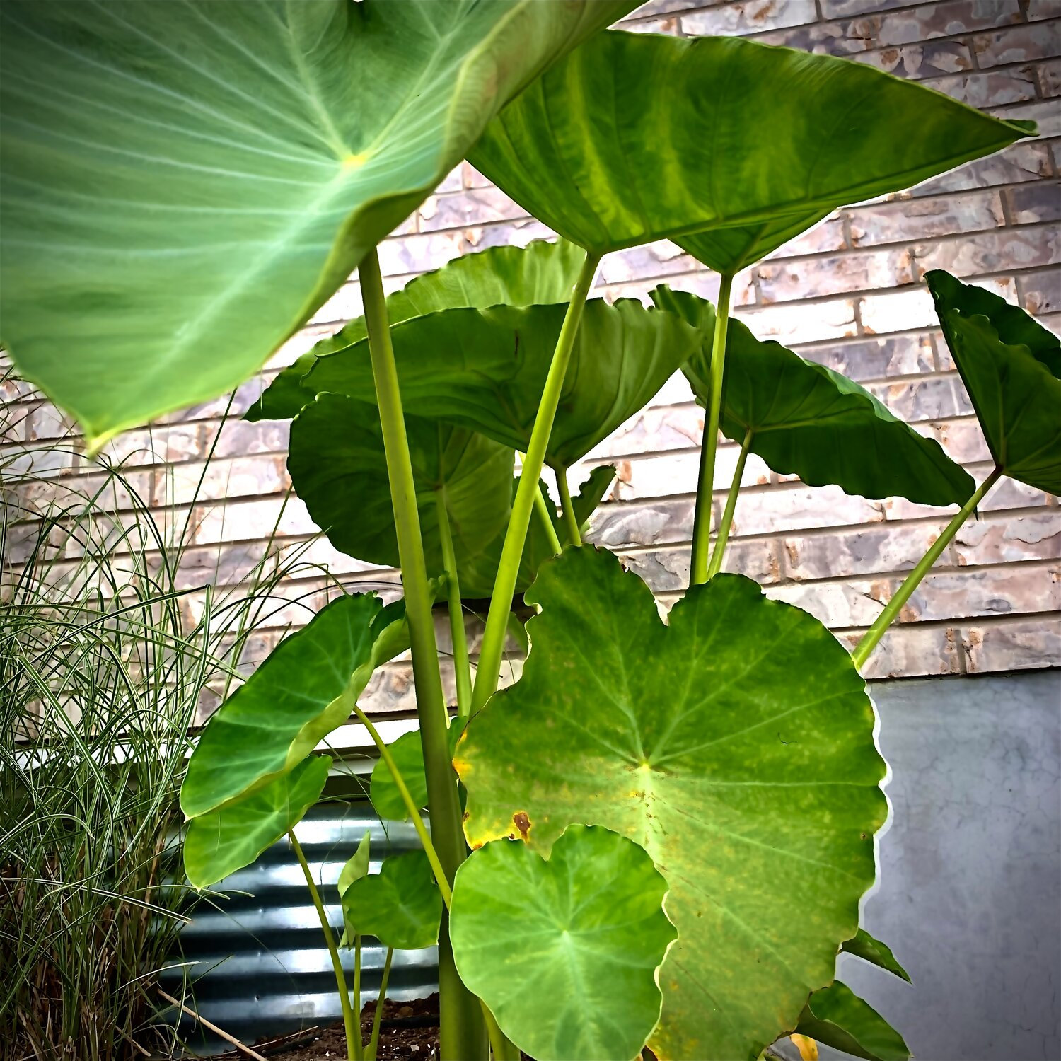 Edible Elephant Ear Taro Root for Planting or Eating Seed - Etsy