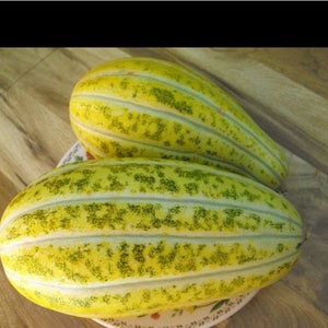 Thai Musk Melon Tang Mo Vietnamese Dua Gang Golden Tripes Melon ...