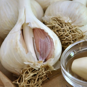 Colossal Organic Music Garlic Seed Garlic Bulbs Porcelain Italian Early ...