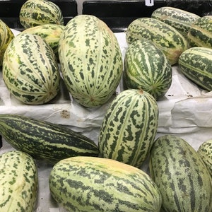 Thai Musk Melon Tang Mo Vietnamese Dua Gang Golden Tripes Melon ...