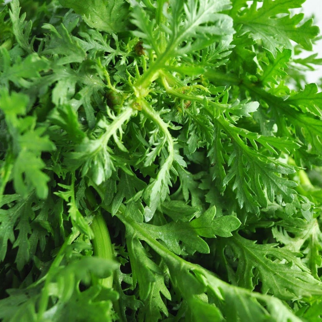 Garland Chrysanthemum Greens Seeds, Edible Crown Daisy Shungiku, Tong ...