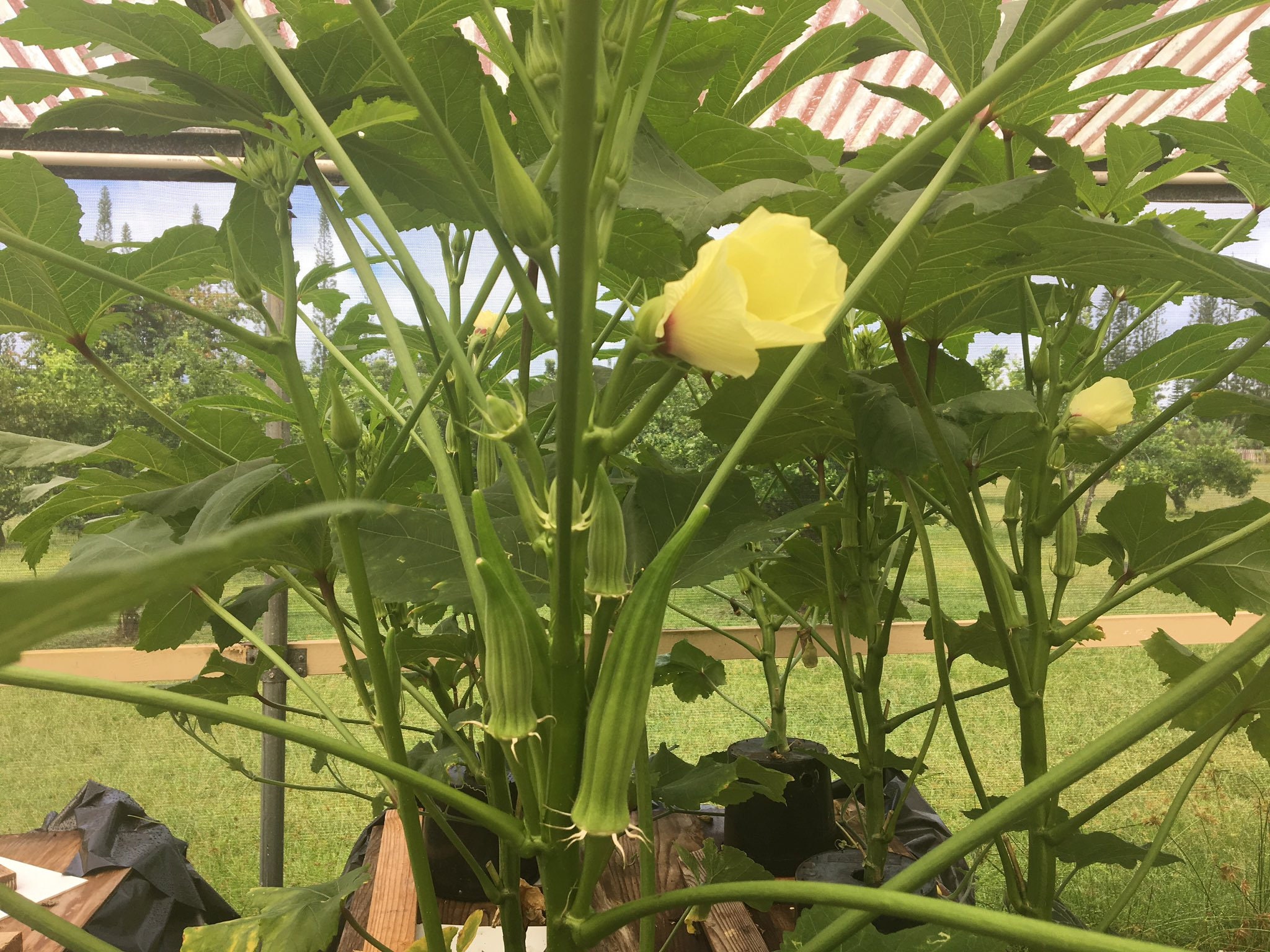Clemson Spineless Okra Seeds, Non GMO Heirloom USA Southern Ochro Okro ...