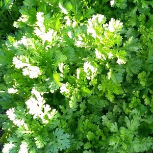 Garland Chrysanthemum Greens Seeds, Edible Crown Daisy Shungiku, Tong ...