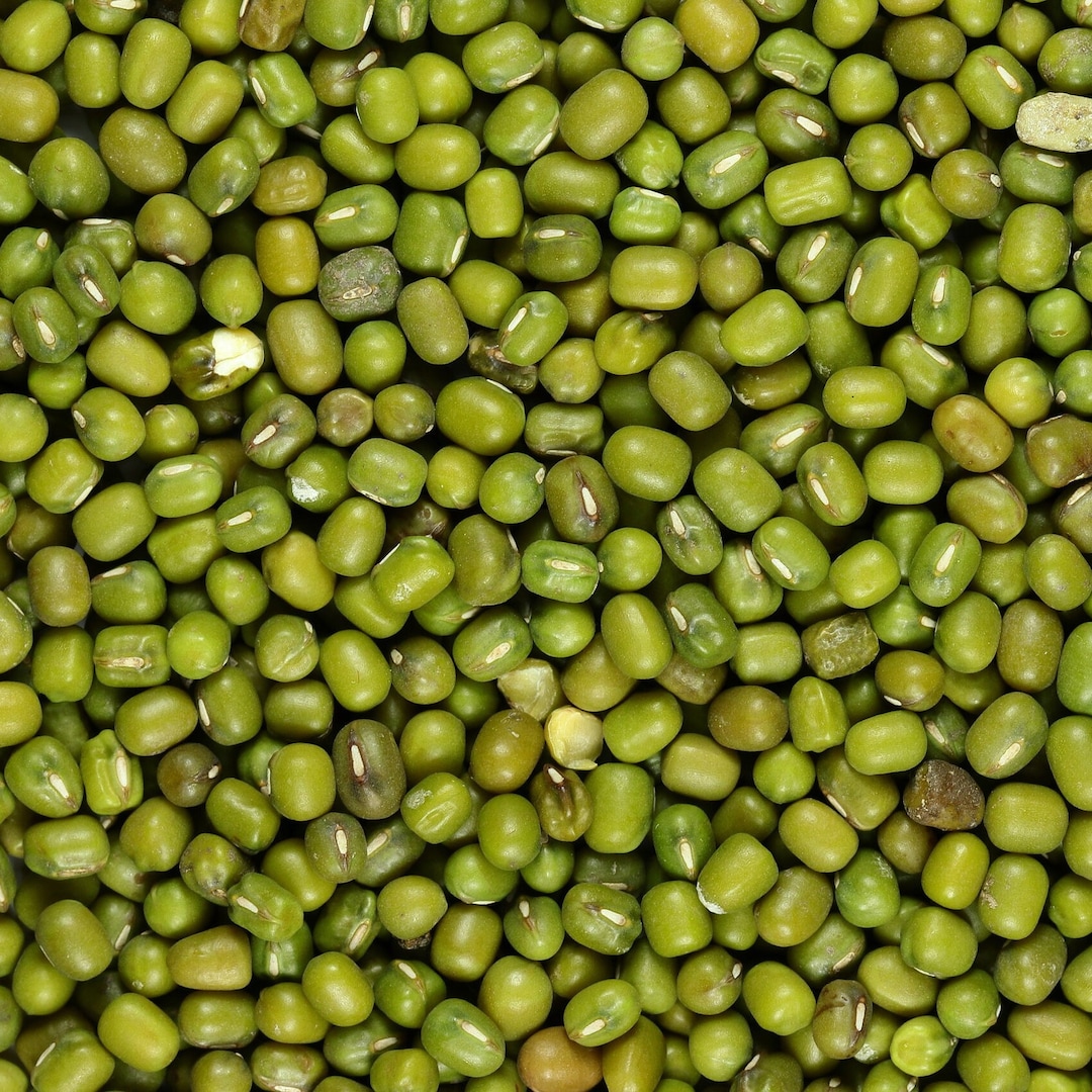 Mung Bean Sprouting Seeds Microgreen Planting Edible High Germination ...
