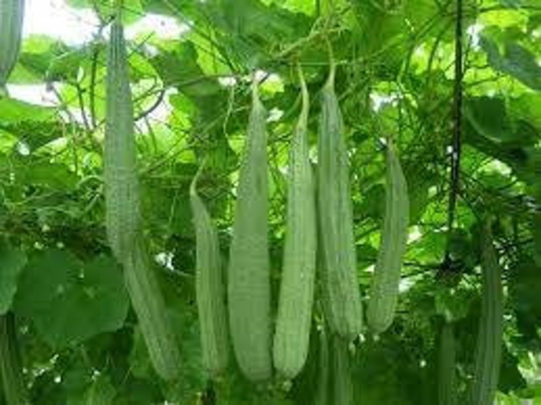 Bonanza Angled Luffa Ridged Luffa Gourd Squash Chinese Okra Seeds ...